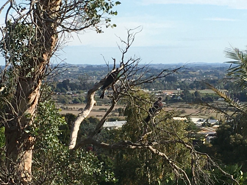 day 13 : two kereru in a towering tree - Choosing Thankfulness